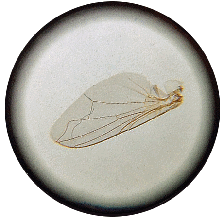 Le Compendium - Microscope à graines - Insectoscope - Microscope simple ...